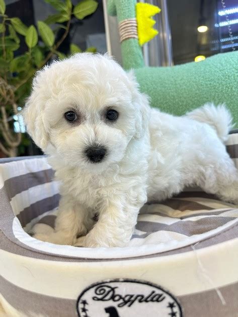 비숑프리제 봄 유기견입양 유기묘입양 강아지입양 소형견입양 중형견입양 대형견입양 말티즈입양 말티푸입양 비숑프리제입양 미니비숑프리제입양 포메라니안입양 푸들입양 골든리트리버입양