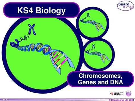 Ppt Ks4 Biology Powerpoint Presentation Free Download Id 669906