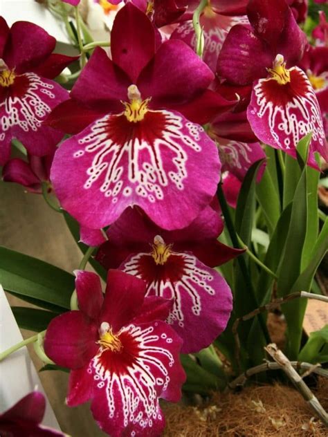 Common Types Of Orchids For Your Home And Garden Florgeous