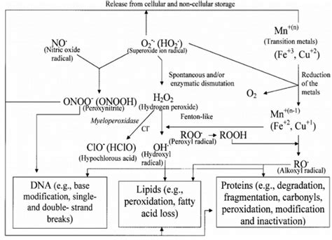 8 Oxidative Damage Of Cells Dna Lipids Proteins Induced By Rons 79