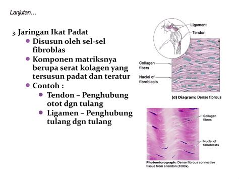 Jaringan Epitelium Ppt