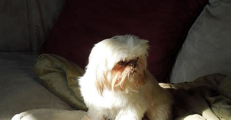 Wookie Album On Imgur