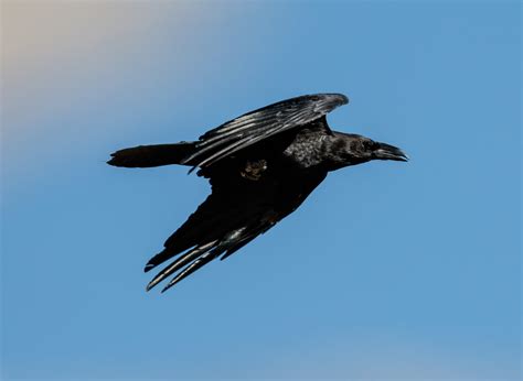 Chihuahuan Raven