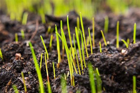 Grass Seed Netting Removal Summer Holiday