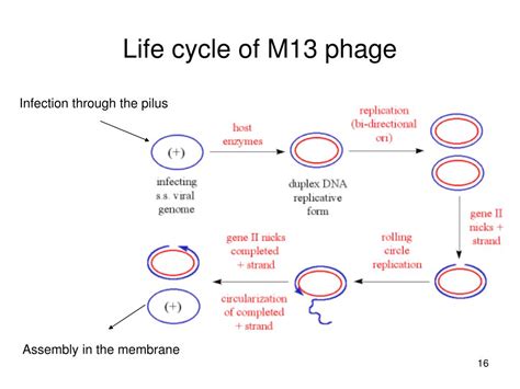 The Life Cycle Of Phage Mu The Life Cycle Begins With