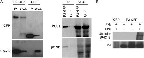 Enteric Pathogens Deploy Cell Cycle Inhibiting Factors To Block The