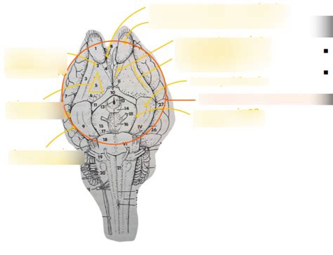 Rhinencephalon Diagram Quizlet