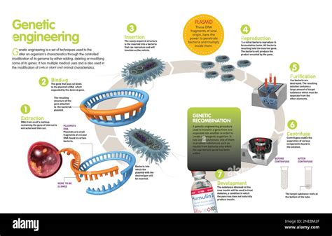 Infographic About Genetic Engineering And How With It Insulin Can Be