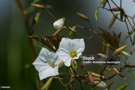 열 대의 흰색 나팔꽃에 선택적 초점 포도 나무와 꽃을 일컬어 Monnflower 또는 달 덩굴 하 고 배경을 흐리게에 대 한