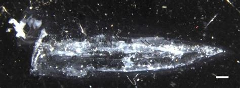 Lensia Fowleri Marine Biodiversity Portal Of Bangladesh