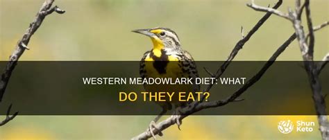 Western Meadowlark Diet What Do They Eat Shunketo