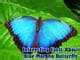 Top 21 Facts About Blue Morpho Butterfly Updated 2026 Bioexplorer