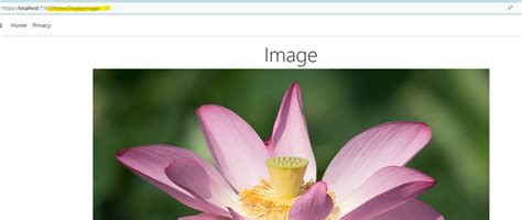C How To Display Single Image Saved In Rootimages Using Aspnet Core 70 Mvc Stack Overflow
