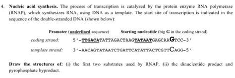 Solved Nucleic Acid Synthesis The Process Of Transcription Chegg