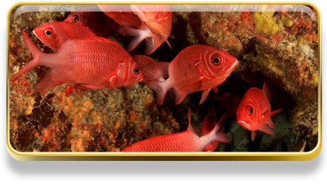 Qué significa soñar con peces Significado de los Sueños