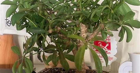 Bonsai Album On Imgur