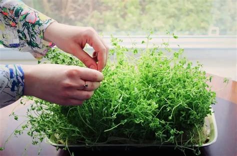 رازهای کمتر شنیده‌شده درباره سیزده‌بدر که شما را شگفت‌زده خواهد کرد