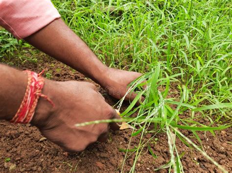 Gardener Removing The Grass With His Hands Stock Image Image Of Gardener Removing The Grass With His Hands Stock Image Image Of
