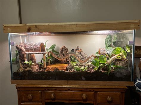how s my setup and a few questions r ballpython
