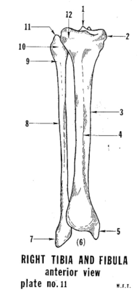 Tibia And Fibula Diagram Diagram Quizlet