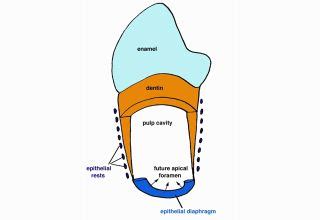 Apical Foramen Histology