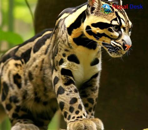 Clouded Leopard Nepal Desk