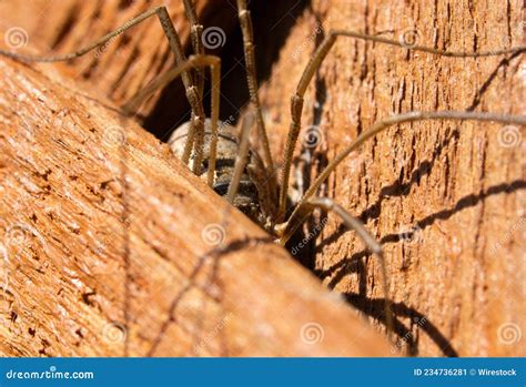Daddy Long Legs Spider Hiding On The Side Of A Deck Taken In Wasilla