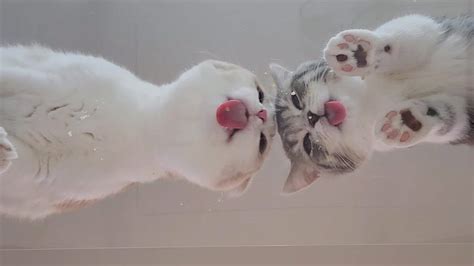 메롱~귀여우니까 용서하기 참견쟁이 아기고양이들 고양이 브이로그 Youtube