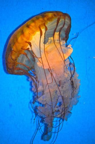 Classification Quiz Chapter 15 Flashcards Quizlet