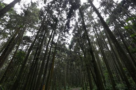 溪頭九連峰 健行筆記