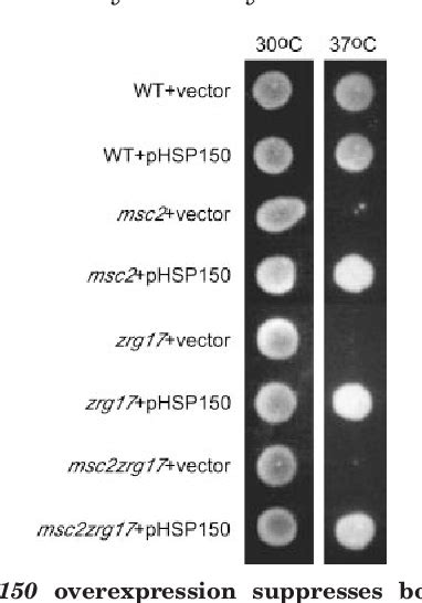 Figure 1 From Heteromeric Protein Complexes Mediate Zinc Transport Into