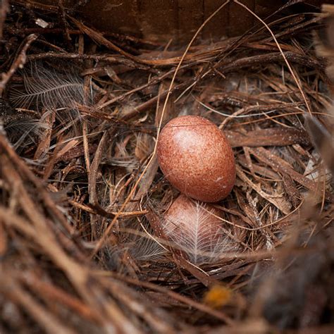 Cucarachero Común Banco De Fotos E Imágenes De Stock Istock