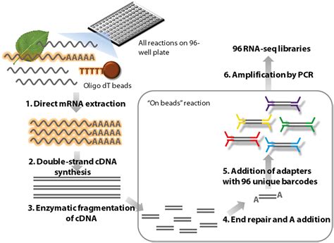 Mrna Isolation Protocol Combles Isolation
