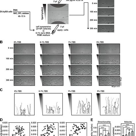 Migration Of Ecs In Taxiscan A Schematic Illustration Of The