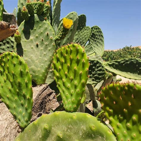 ‫משק תומר כהן Home Facebook‬