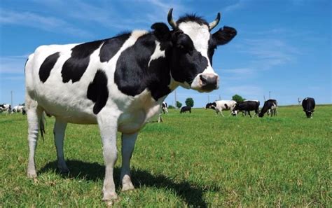 Descarga de una vaca preñada causas y normas qué hacer cuando aparece