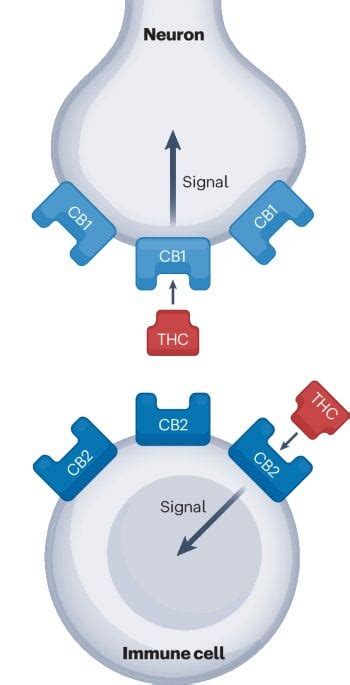 Influence Of Substance Use On Male Reproductive Health And Offspring Outcomes R Health