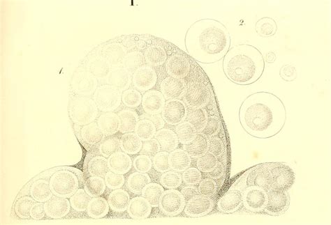 microfossil identification fossil id the fossil forum