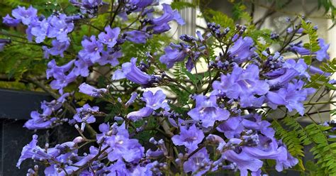 Map Jacaranda