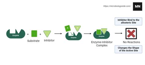 Feedback Inhibition Definition Process Functions Examples