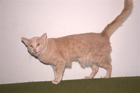 Fawn Ticked Tabby Google Search Tabby Cat Cat Colors Tabby