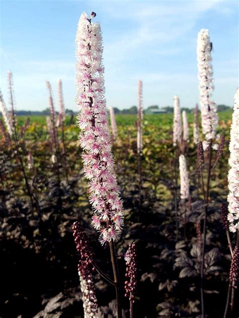 Actaea Simplex Pink Spike Baneberry Dutchgrown™