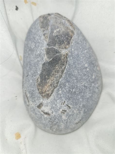 Is This A Fossil Bone R Whatsthisrock