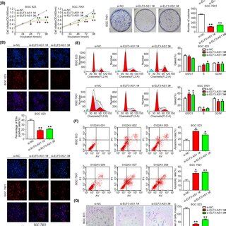 Long Noncoding RNA LncRNA ELF3AS1 Promoted The Proliferation And