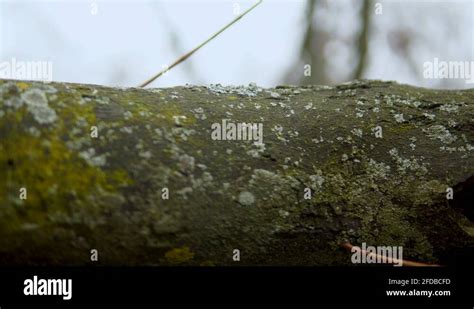 Tree Bark Shapes Stock Videos And Footage Hd And 4k Video Clips Alamy