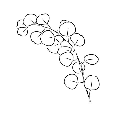 Eucalyptus Leaf Sketch 48231662 Vector Art At Vecteezy