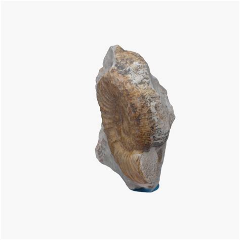 Fossil Scan 3d Model 9 3ds Fbx Max Obj Free3d