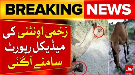 Camel Leg Cut Incident Sindh Govt Big Action Big Revealed Latest