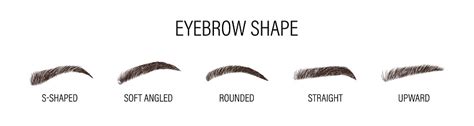 여성 눈썹 다양한 형태와 유형 아치 눈썹 모양 트렌디 한 미니멀 한 스타일의 선형 벡터 일러스트레이션 브로우 바 로고 0명에 대한 스톡 벡터 아트 및 기타 이미지 Istock