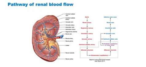 Bladder Flashcards Quizlet